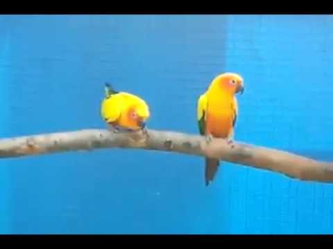 Biggest parrot breeding farm in the world. - YouTube