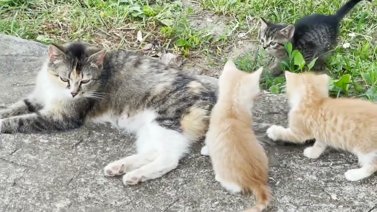 Ukrainian Kittens 28🐱 It's Always Playtime!👉 - YouTube