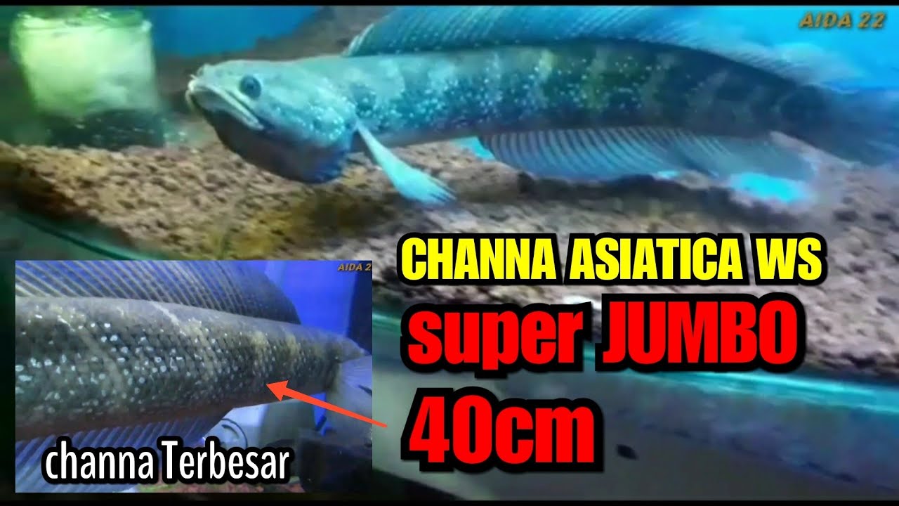 Viral_channa ASIATICA WS size 40cm Superr jumbo milik Om Agus Japan ...
