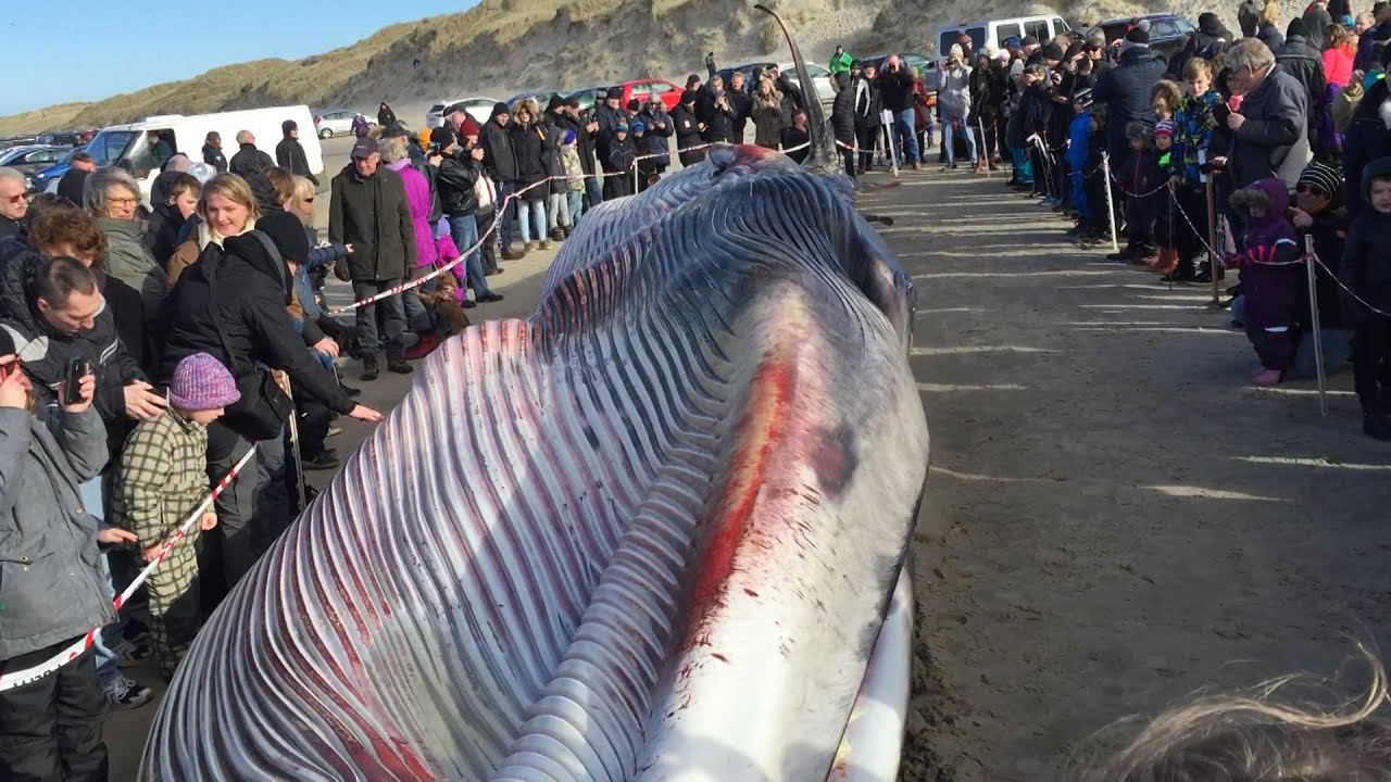 HUGE Stranded Fin Whale | Strandet Finhval Ved Blokhus Strand 2016 ...