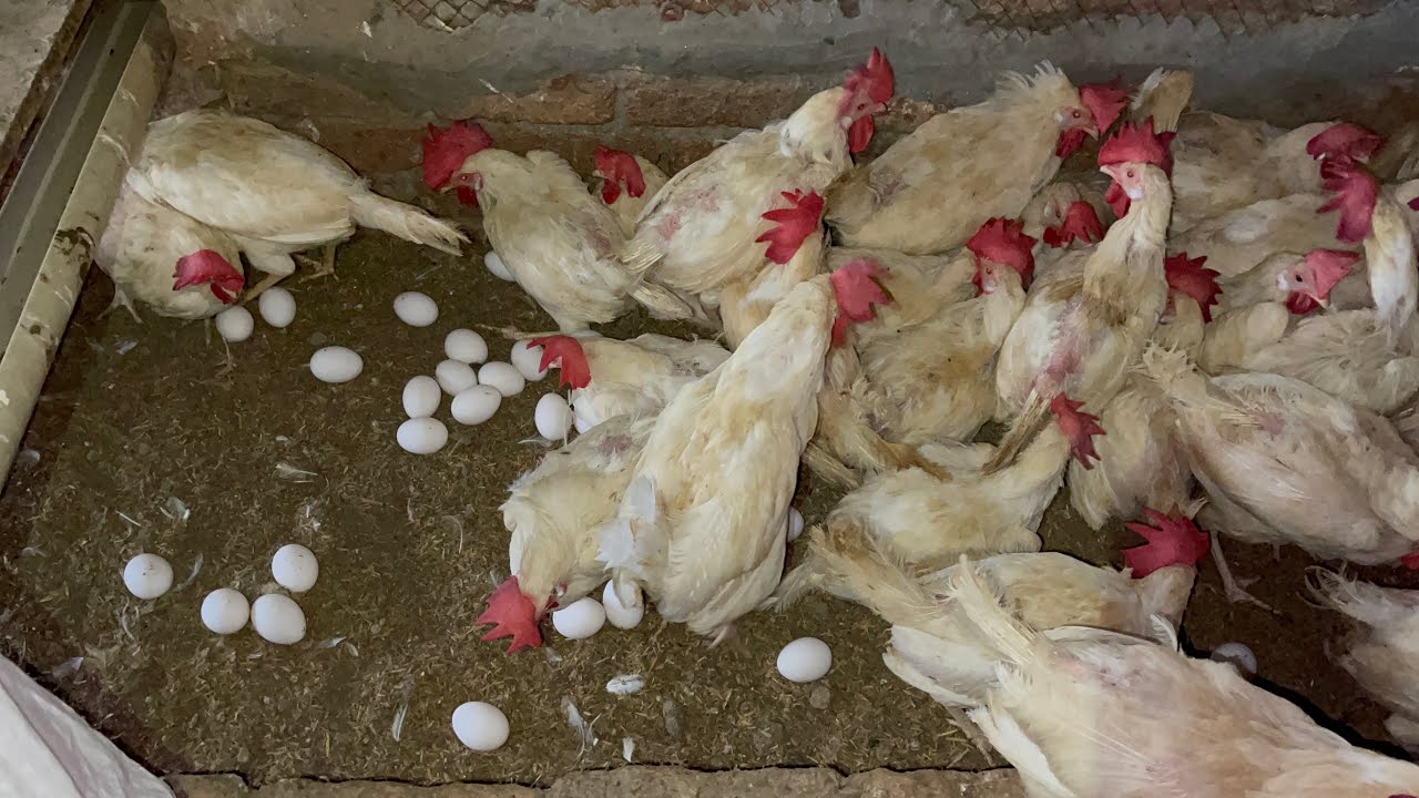 Hen Farming | Hen Farming Business | Hen Farm | Part 269 - YouTube