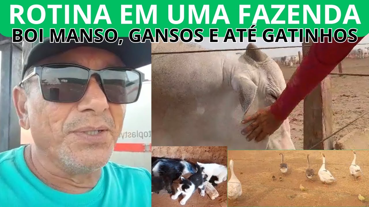 ROTINA EM UMA FAZENDA - TRABALHO EM FAZENDA NO MATO GROSSO - CUIDANDO ...
