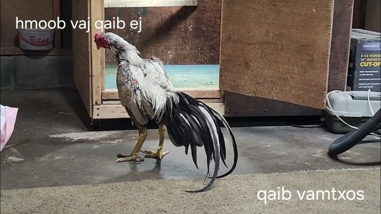 sib pauv tswv yim los yog tham peb txog kev ntau qaib - YouTube