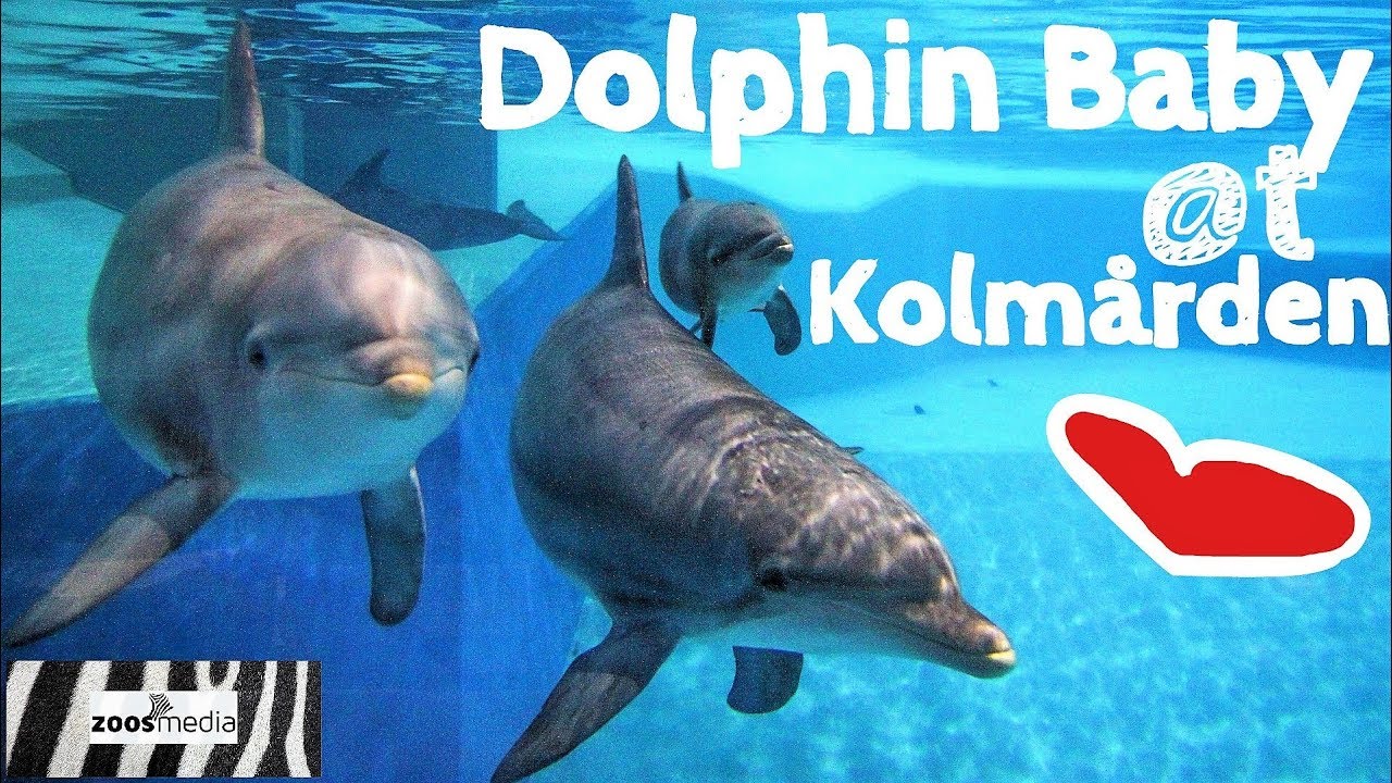 DOLPHIN BABY born 🐬 at Kolmården Wildlife Park | zoos.media - YouTube