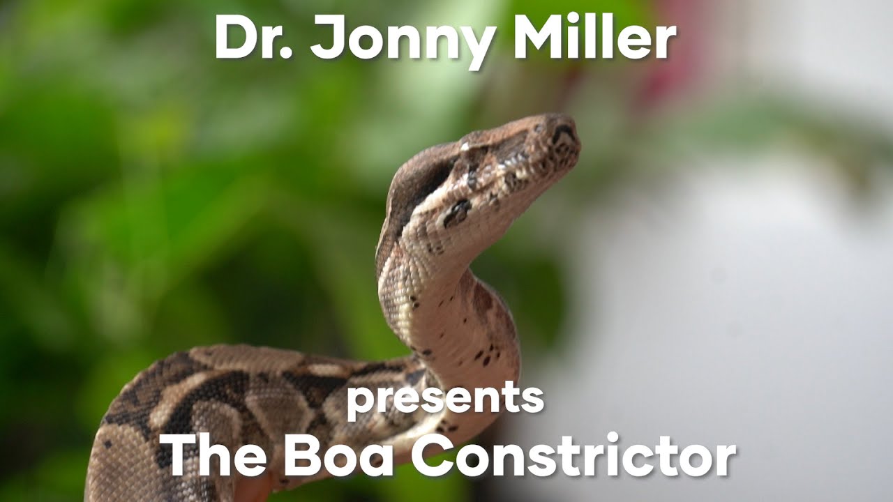 The Boa Constrictor - YouTube
