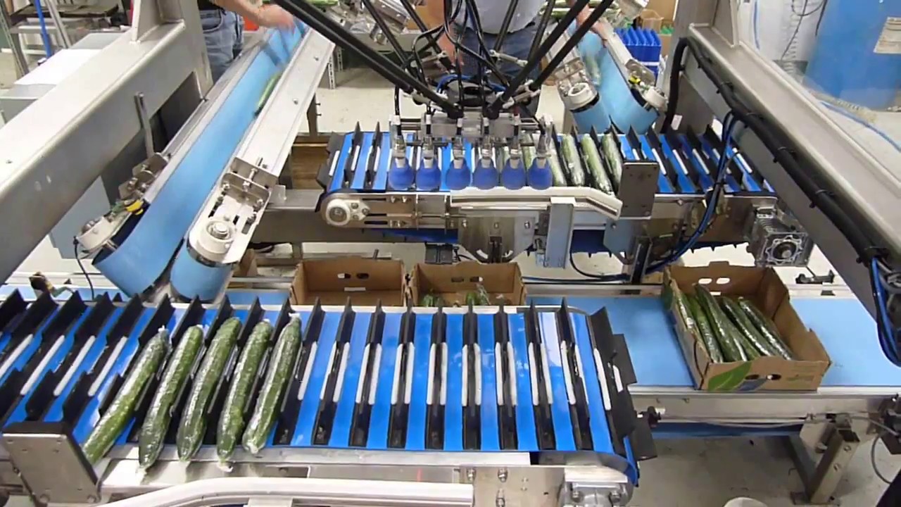 Cucumber Packing - YouTube