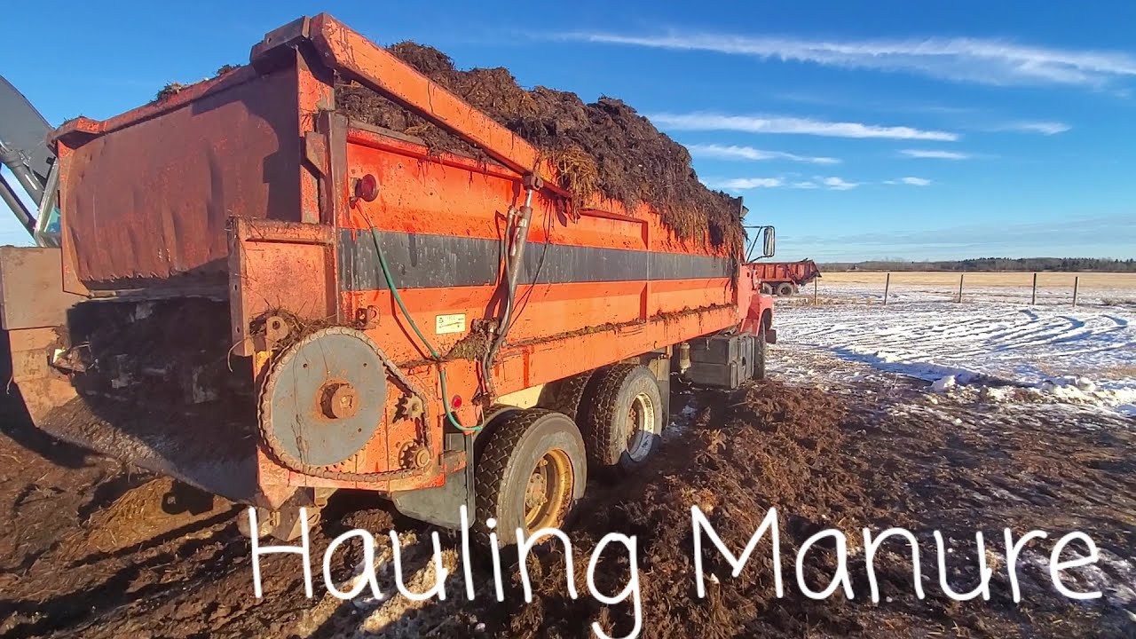 Its A Smelly Job...But someone has to do it!! Hauling Manure! - YouTube
