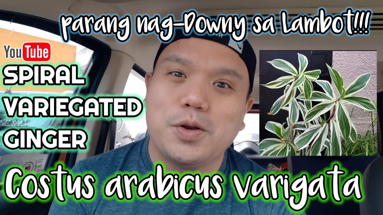 SPIRAL VARIEGATED GINGER || COSTUS ARABICUS VARIGATA | GARDENING ...