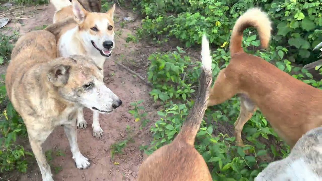 Poor dogs they wait me give their food - YouTube