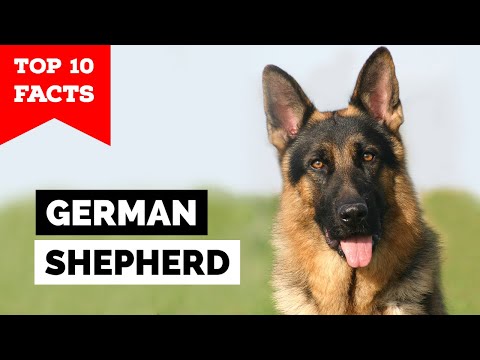 Facts About German Shepherds: Top 10 [Complete Guide]