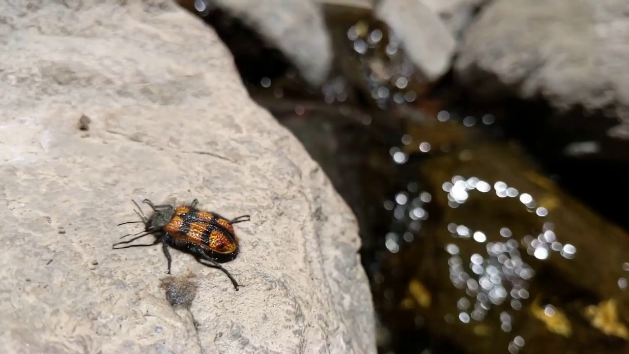 POLOLO - INSECTO Astylus trifasciatus - PARQUE NATURAL AGUAS DE RAMON ...