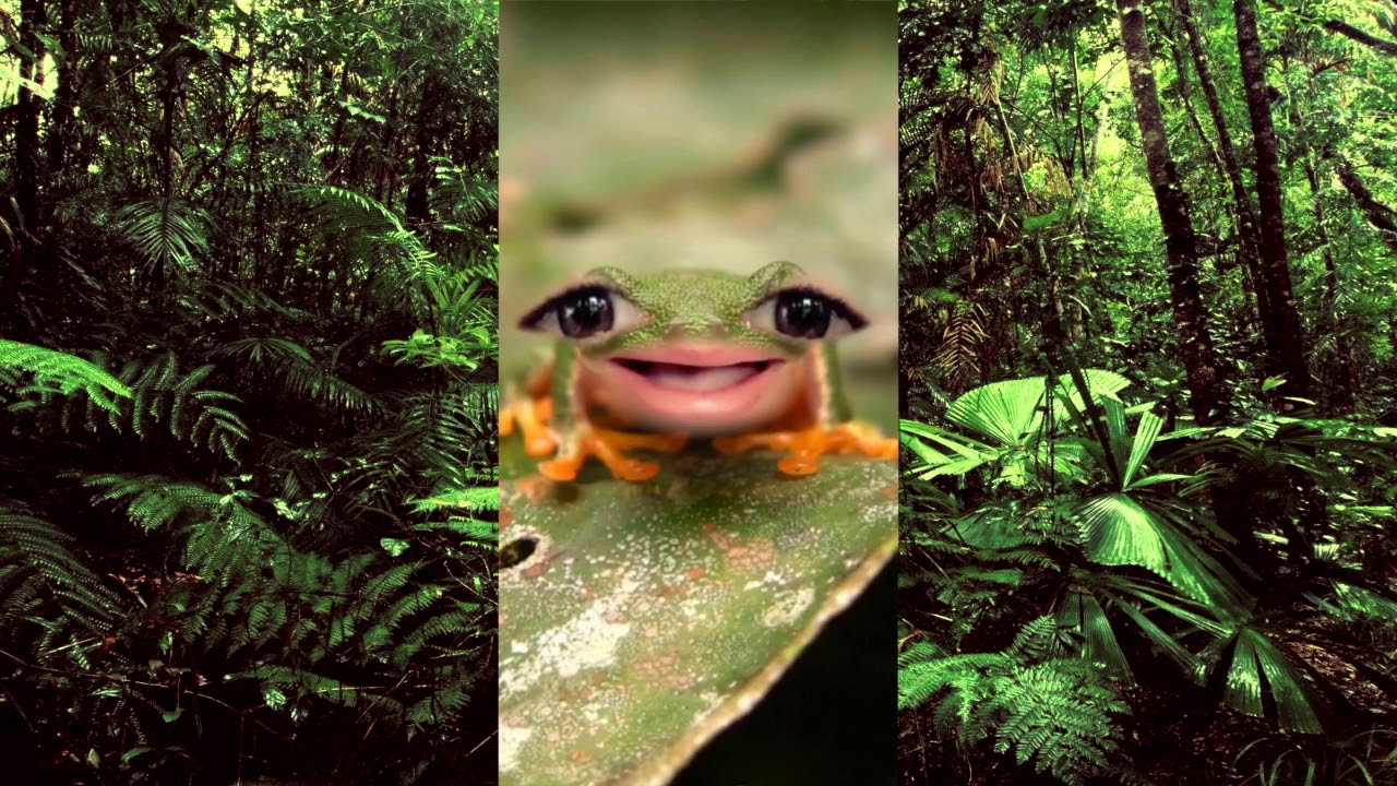Snap Reader - Frog - YouTube