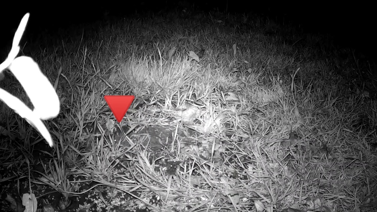 Mouse caught on Trap cam in garden ! - YouTube