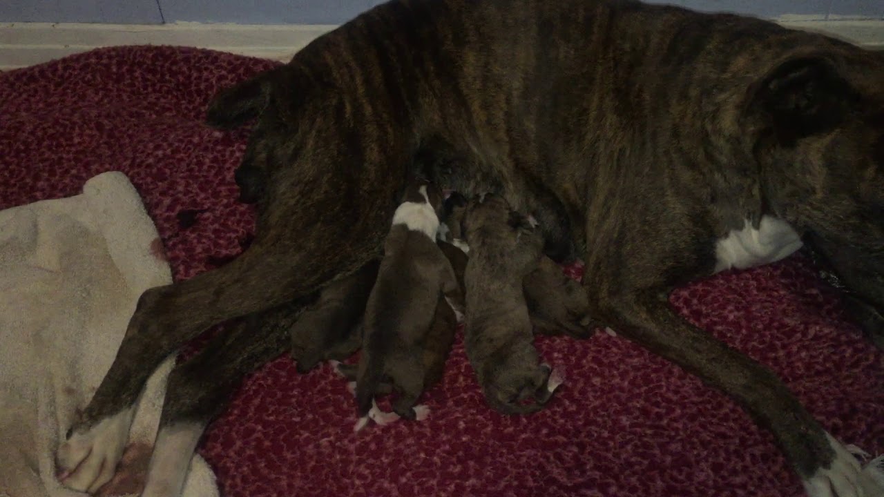 Boxer Dog-Ella, Giving Birth! Must Watch 2020 - YouTube