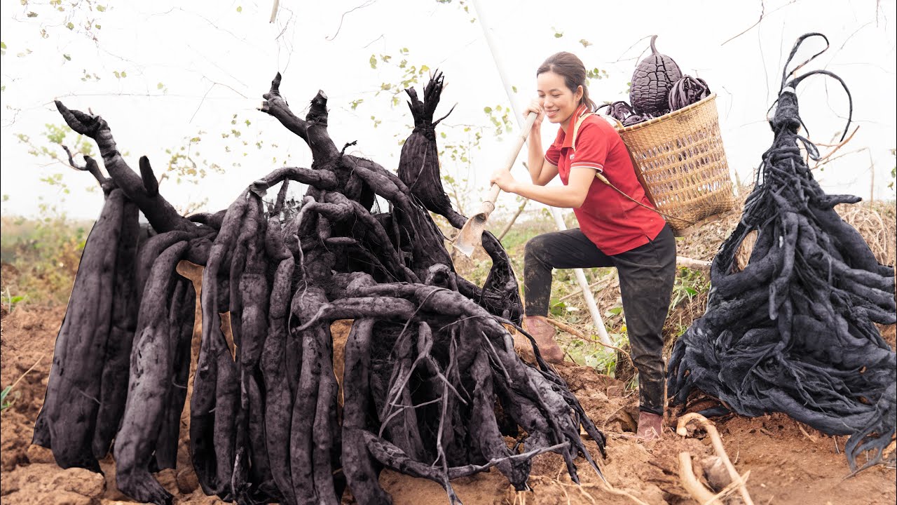 Harvest Giant Kudzu Root (Earthen Ginseng Root) - Cook nutritious Kudzu ...