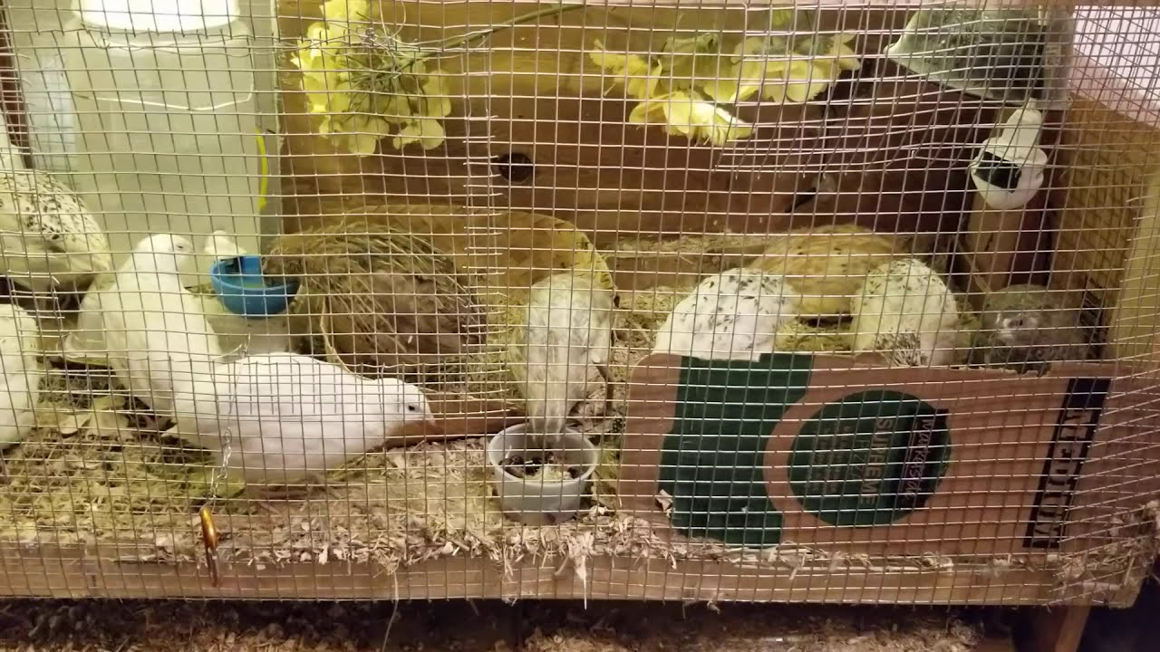Quail eating mealworms and berries - YouTube