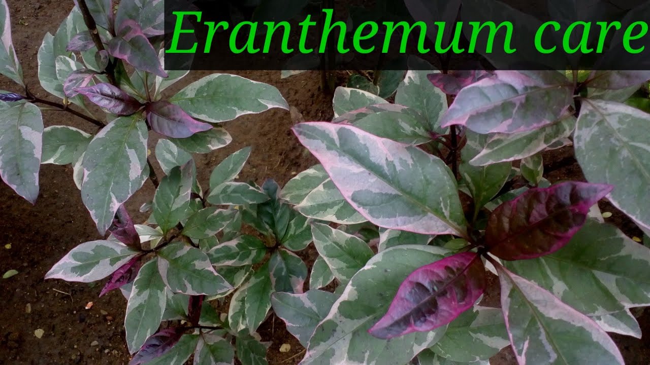 Eranthemum plant care / Beautiful indoor plant easy to grow - YouTube