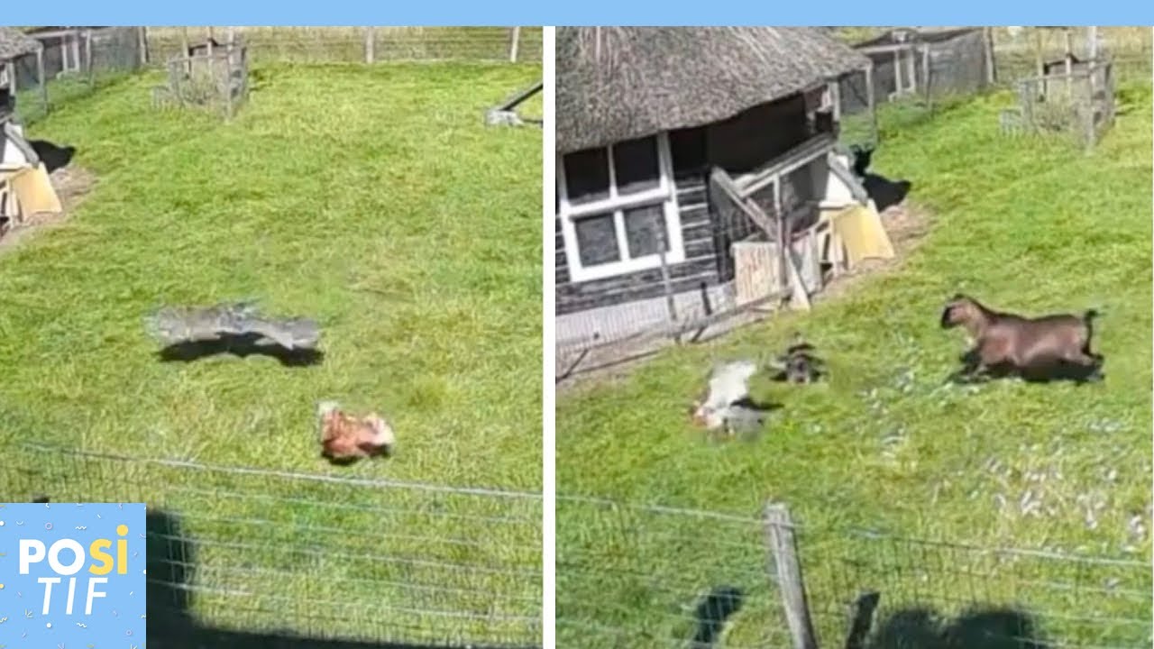 Un faucon attaque une poule et les animaux de la ferme la défendent ...