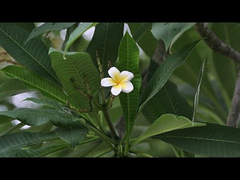 What Is Scientific Name Of Kalachuchi