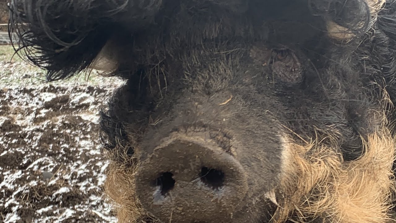 Managalitsa pigs chilling in the snow. Thick curly coats for warmth ...