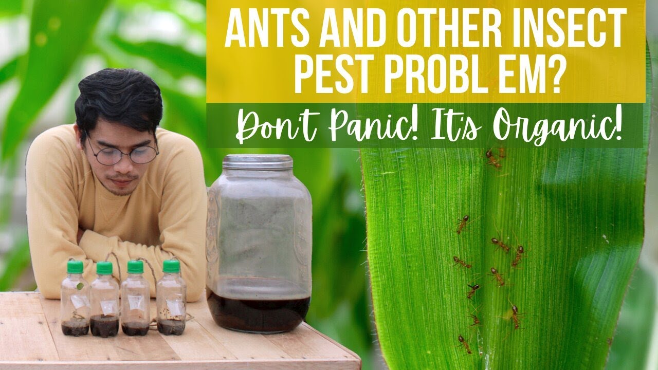 DIY | How to Make a Natural Insect Attractant | Living with Plants ...