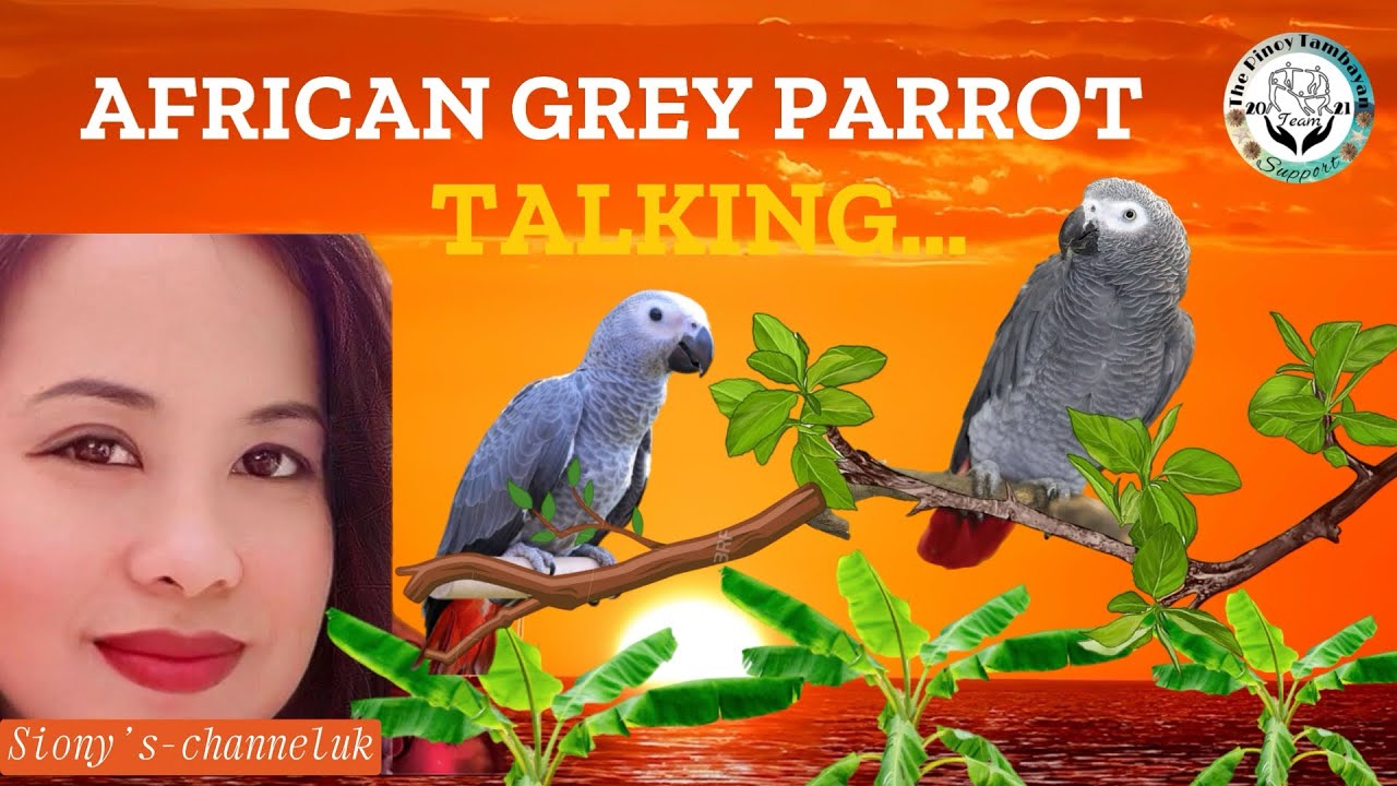 🇬🇧 BEAUTIFUL PARROT TALKING@Thepinoytambayansionyschan8548 - YouTube 🇬🇧 BEAUTIFUL PARROT TALKING@Thepinoytambayansionyschan8548 - YouTube