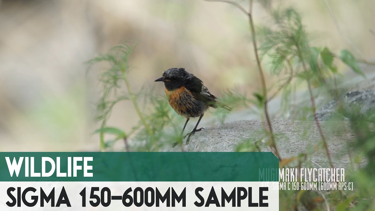 Wildlife | Sigma C 150-600mm | Bird sample - YouTube