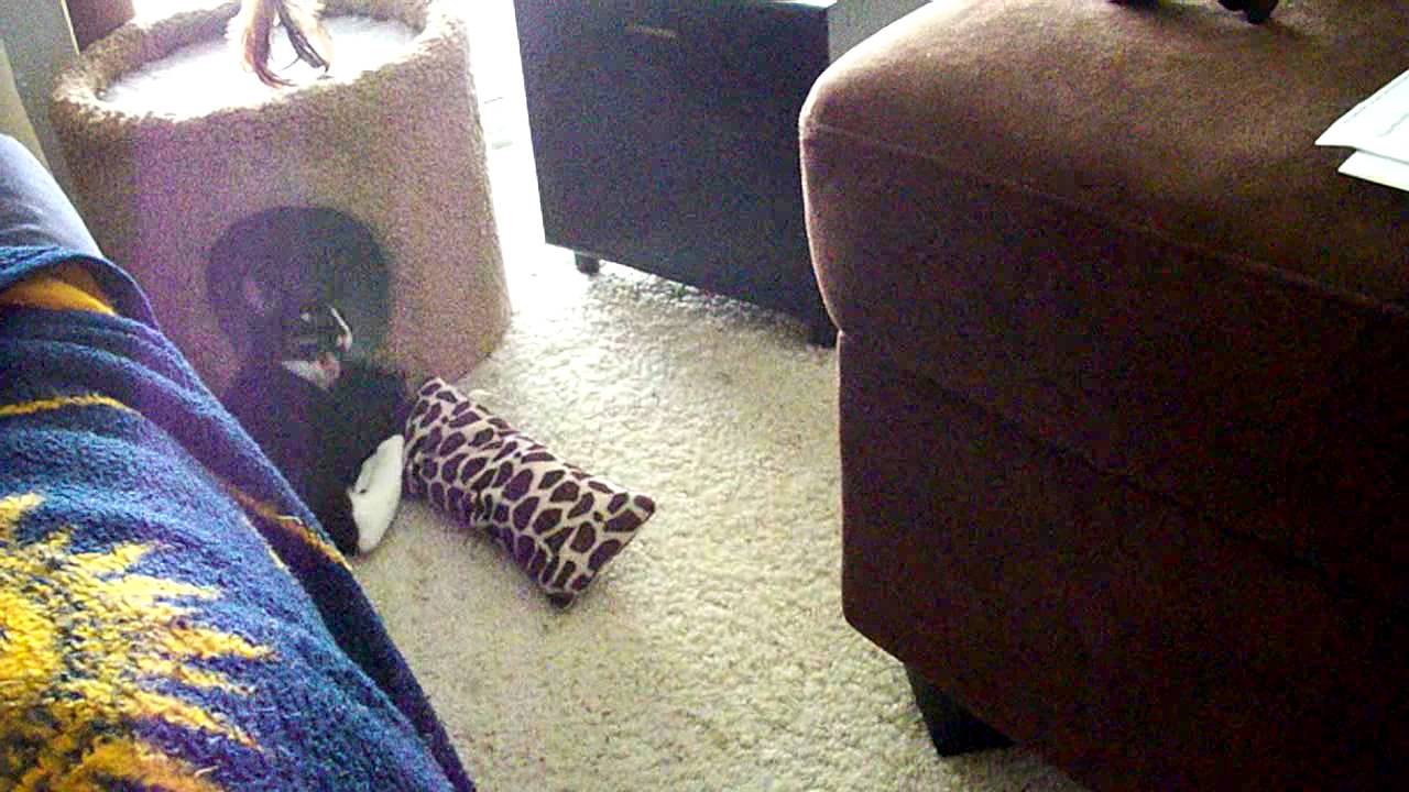 Fun times with kickaroo - YouTube