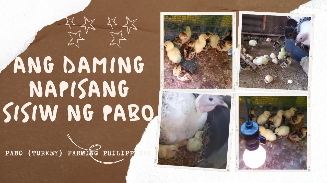 PABO FARMING PHILIPPINES (TURKEY FARMING) / ANG DAMING NAPISA SA ITLOG ...