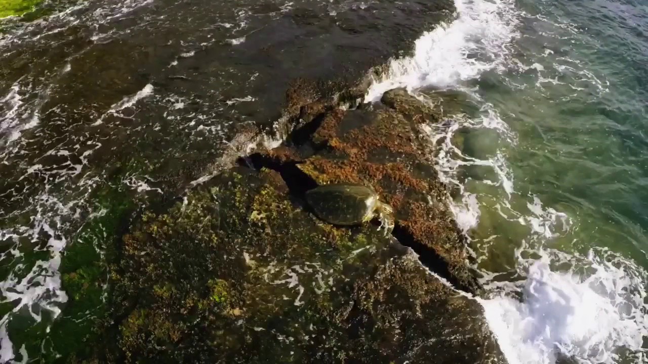 Birds Eye View Of Sea Turtles - YouTube