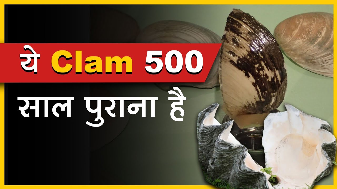 Oldest Clam in the World | Ming Clam | FactStar - YouTube