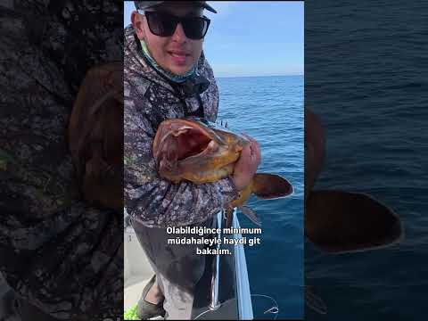 Dili şişen dev orfoz’u nasıl kurtarırsın? #baliktutma #fishing #balıkavı #fish #tekne