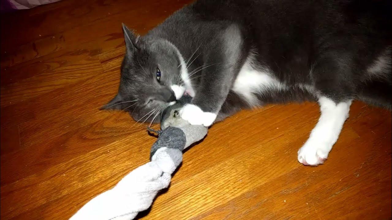 A Cat With Socks Loves His (Catnip) Socks - YouTube