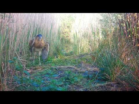 Bittern