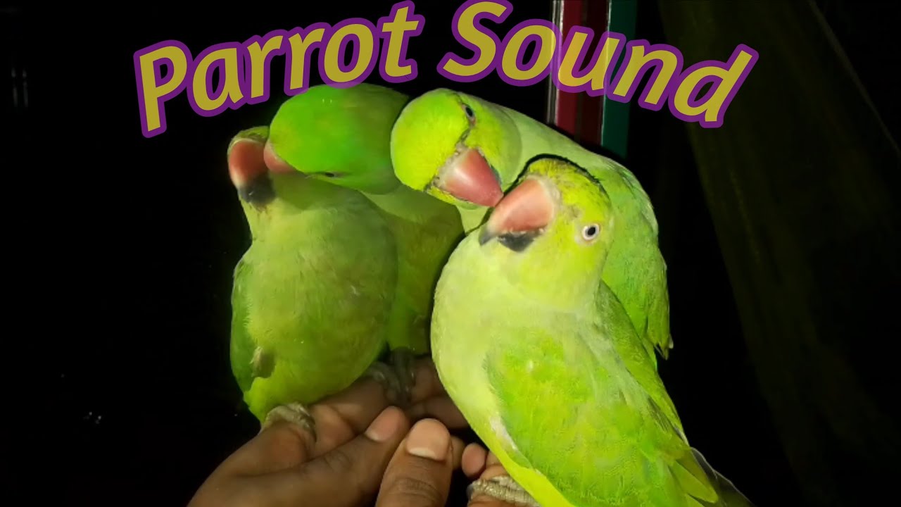 Talking Parrots | Parrot Sound |Parrot Chirping |Parrot Pair | - YouTube
