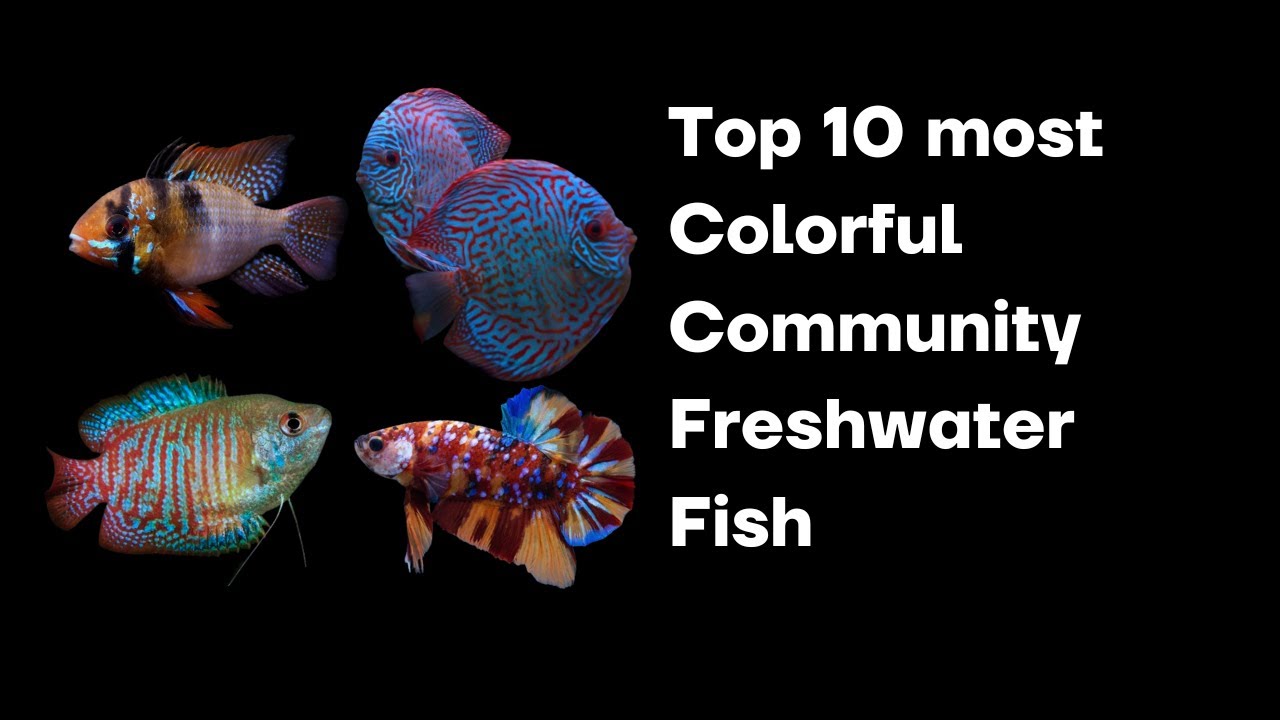 Top 10 Most Colorful Community Freshwater Fish - YouTube