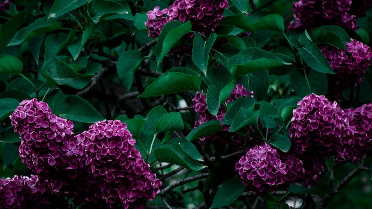 Sting Moonlight - YouTube