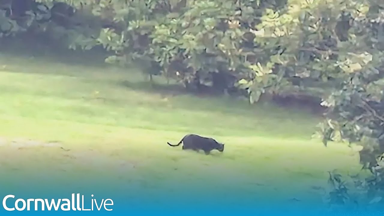Deer 'bolted' when they saw 'big cat' at Cornwall beauty spot - YouTube