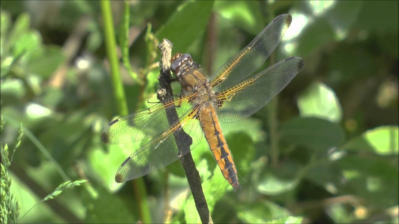 Scarce Chaser Dragonflies Libellula fulva - YouTube