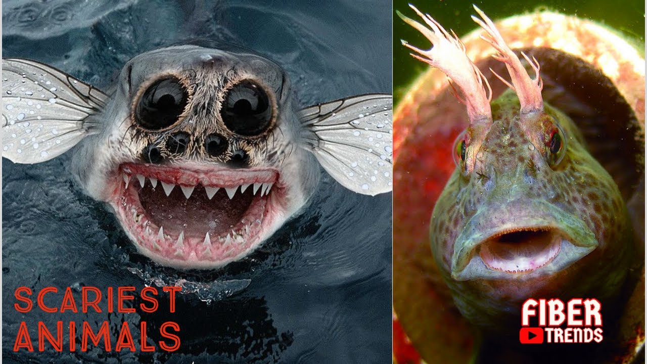 Scariest animals in the world you should run when you see them - YouTube