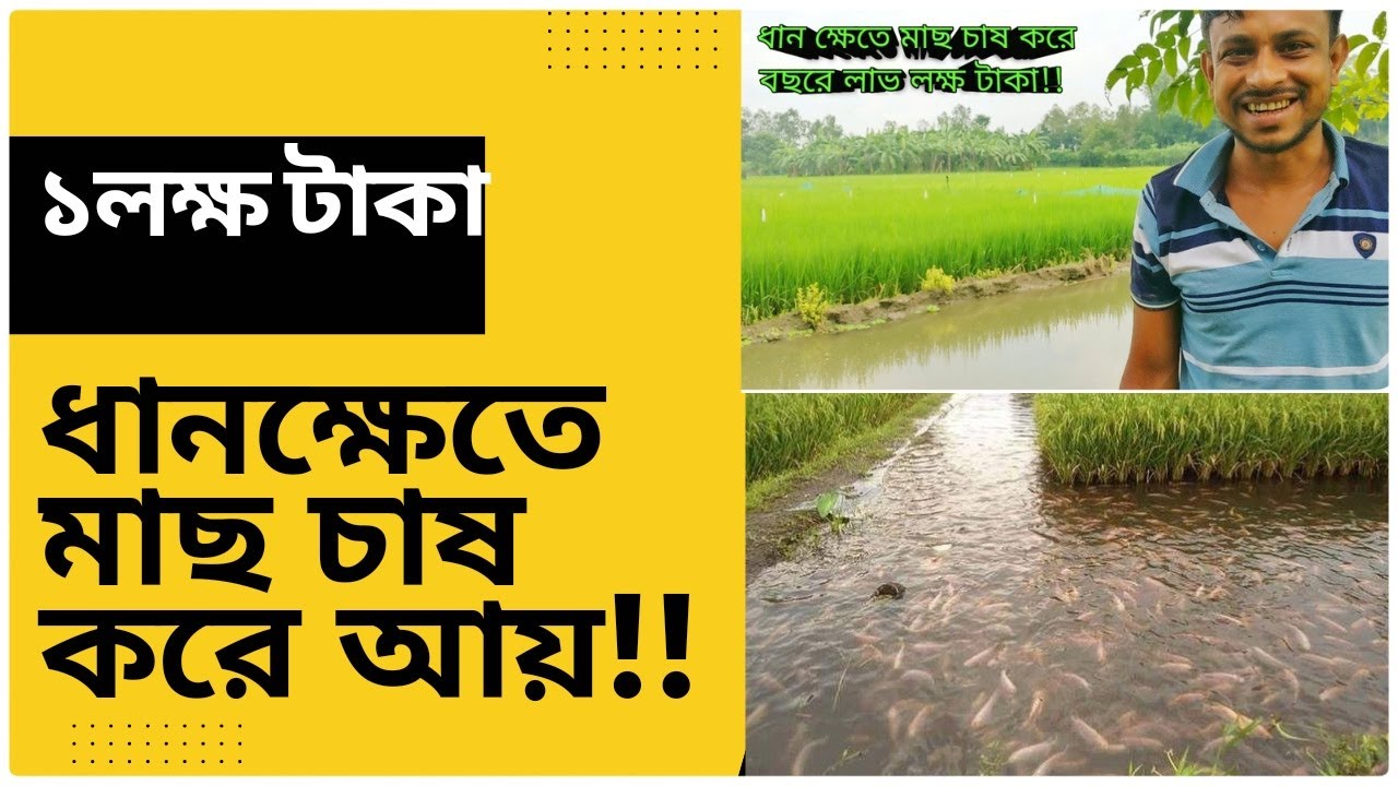 ধান ক্ষেতে মাছ চাষ পদ্ধতি || paddy cum fish culture |ধান ক্ষেতে মাছ চাষ ...