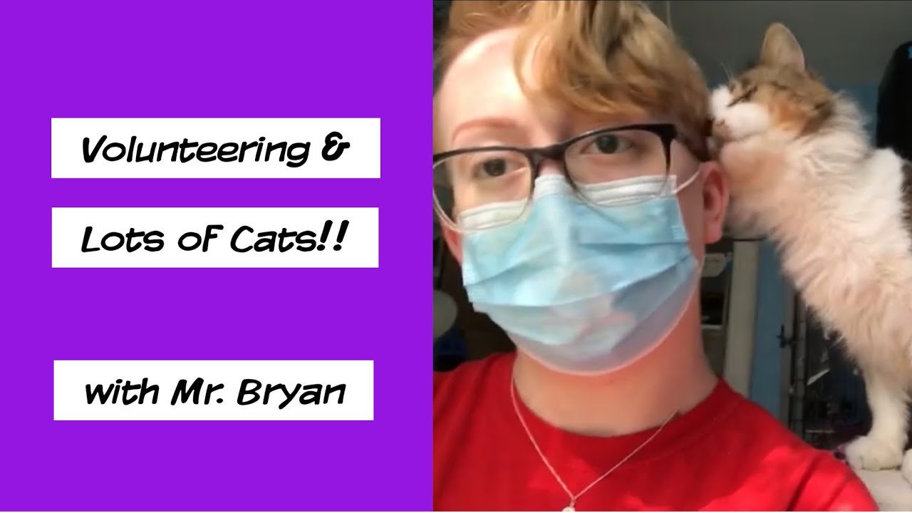 Volunteering & Lots of Cats!! w/ Mr. Bryan - YouTube