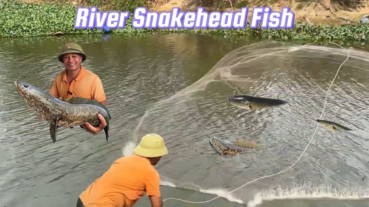It's Also a River Snakehead Fish. But Today's Fish Is Very Strange ...