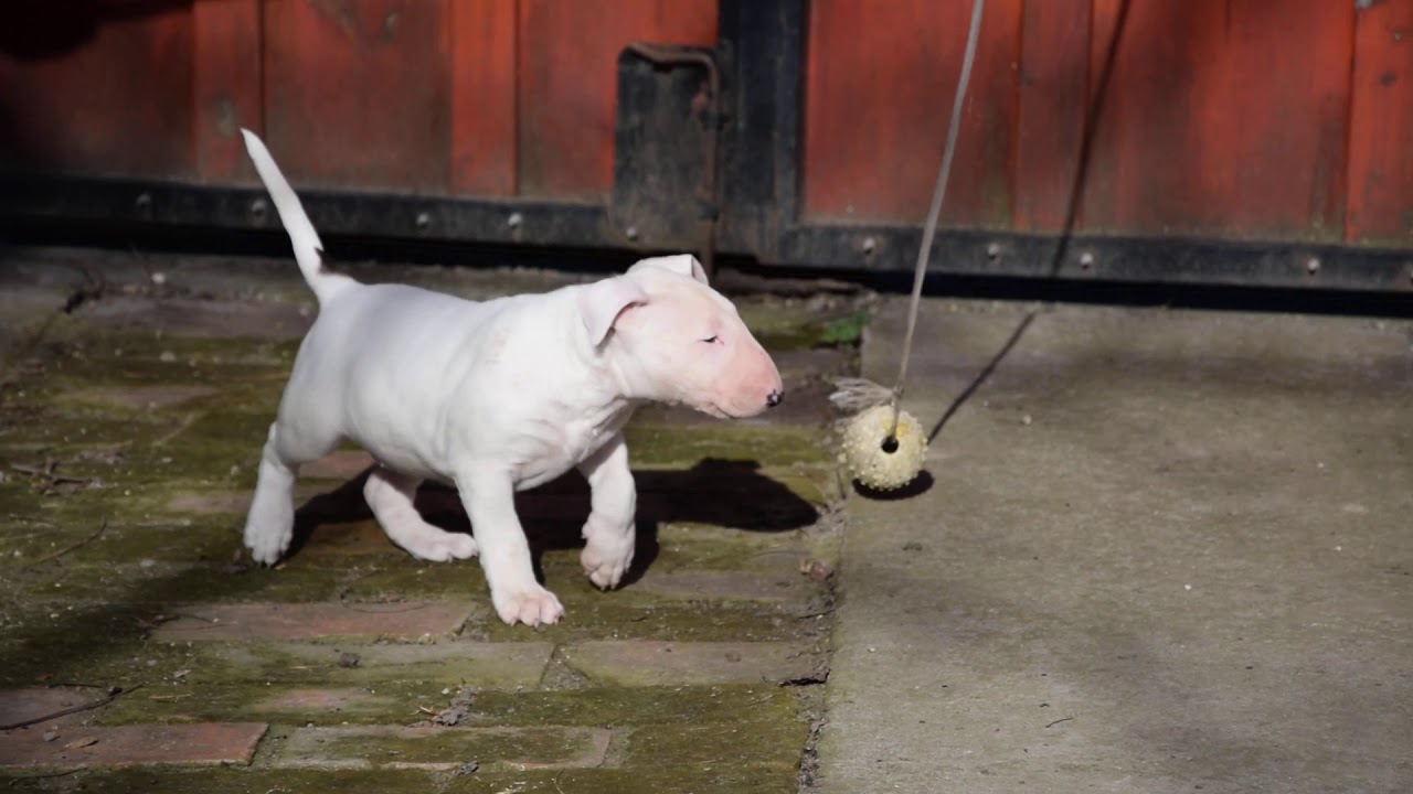 Celine - Bull Terrier Puppy for sale - YouTube