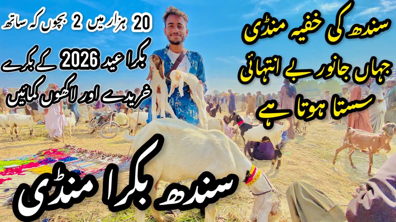 Sindh Bakra Mandi Latest Update 6 December 2025 😱 | Bakra Eid 2026 Ka ...