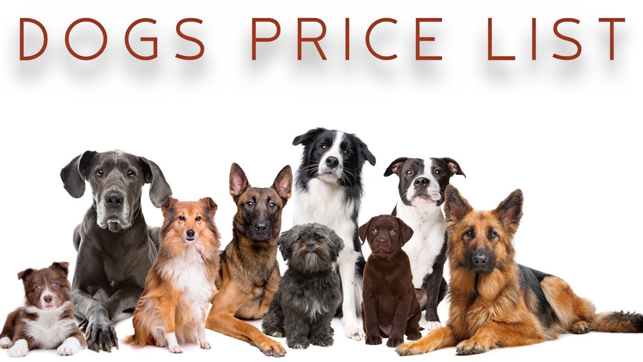 நாய்களின் விலை | DOGS PRICE LIST | Storyboard - YouTube