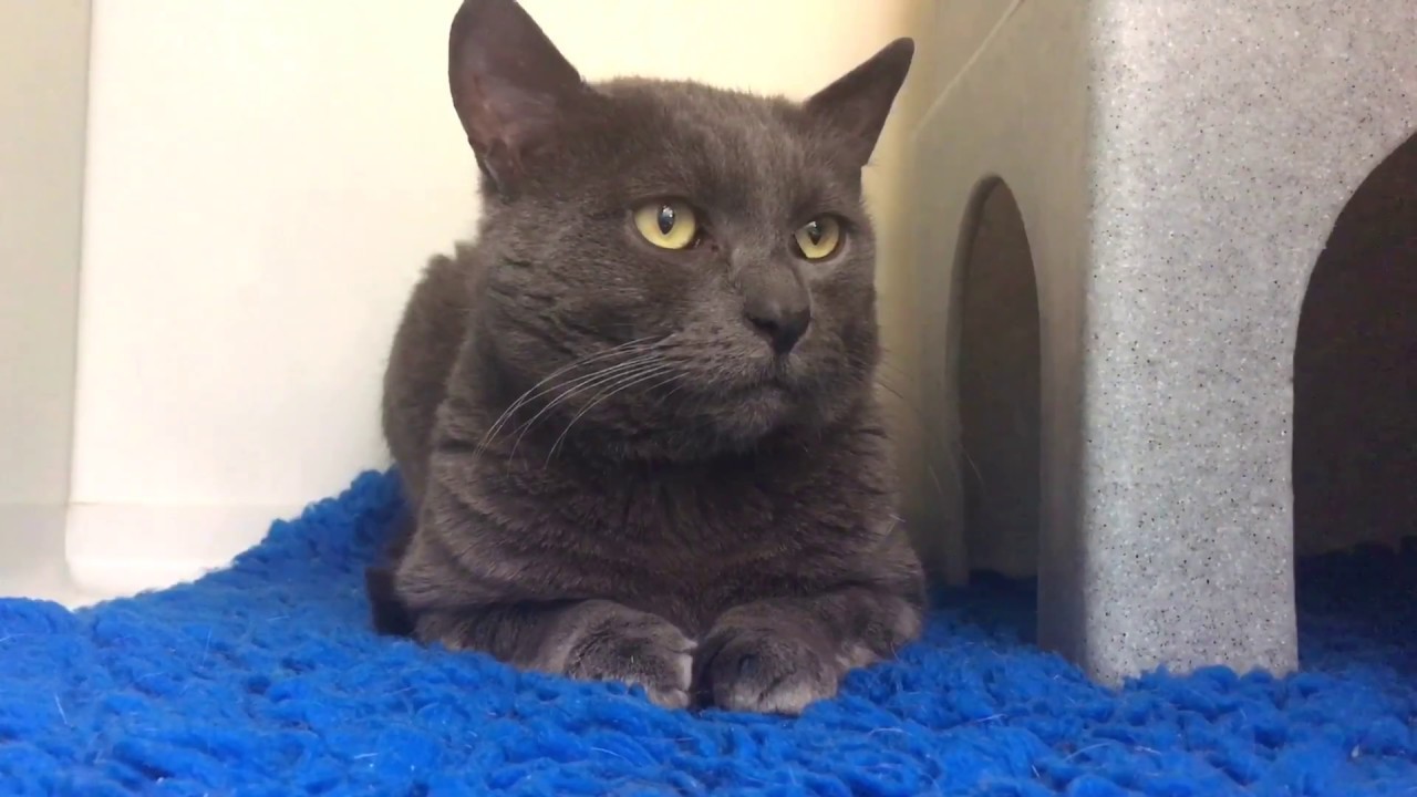 Two splendid cats - YouTube