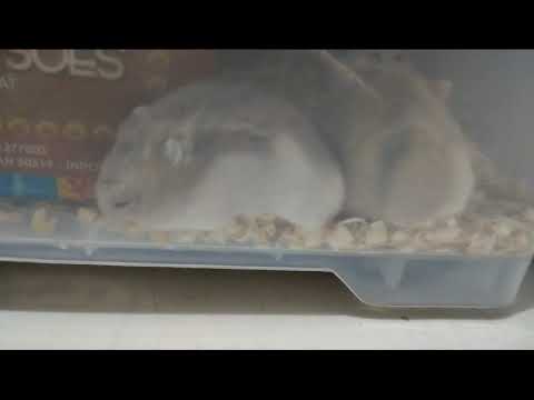 intip tidur siangnya hamster 😍😍