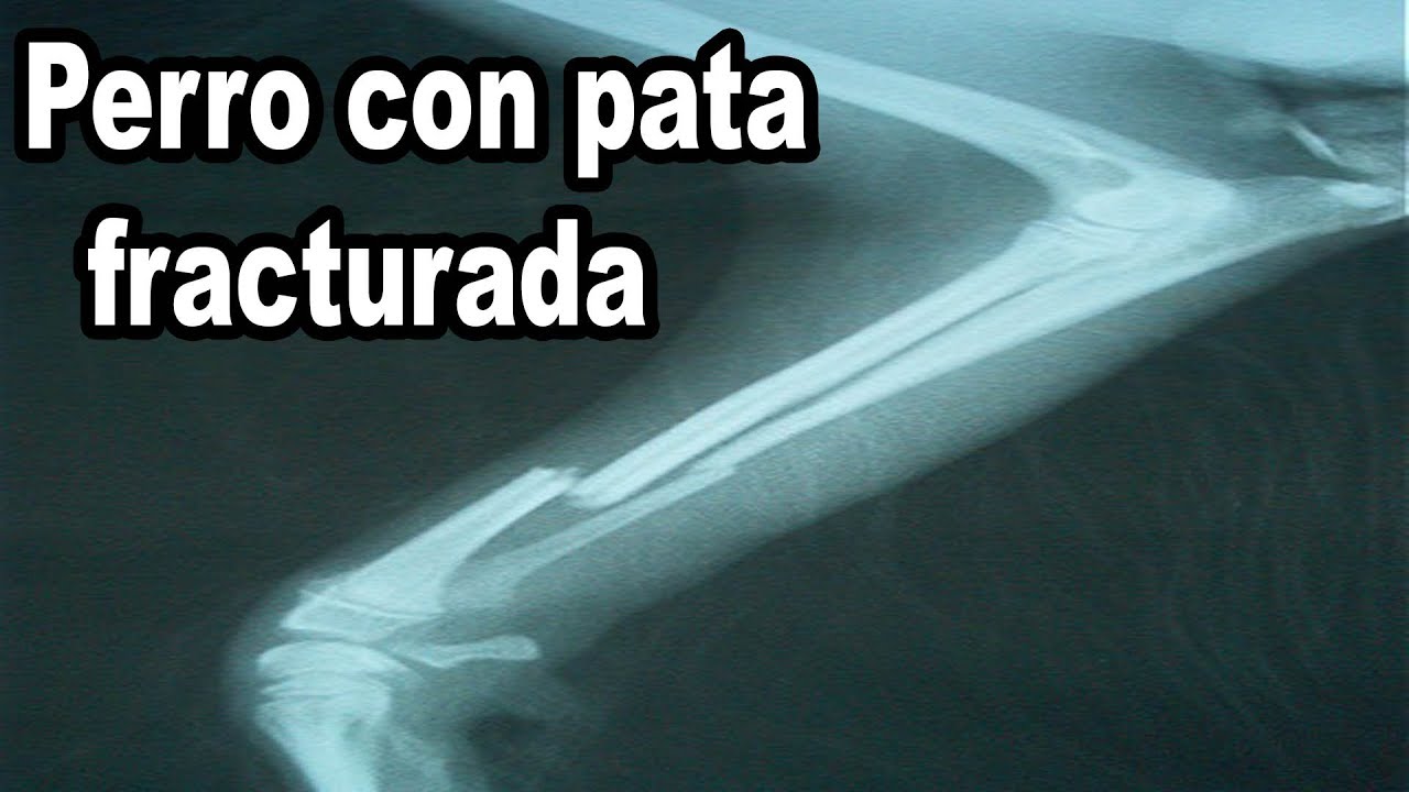 Fractura de hueso de la pata de un perro - YouTube