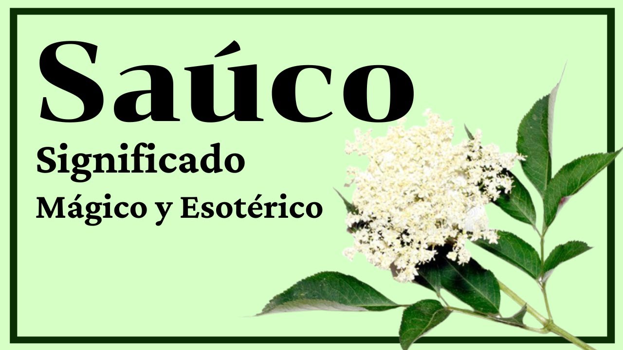 SAÚCO Significado Mágico 🌿 (Usos Mágicos del SAUCO) 🌿 Bruja Verde Saúco ...